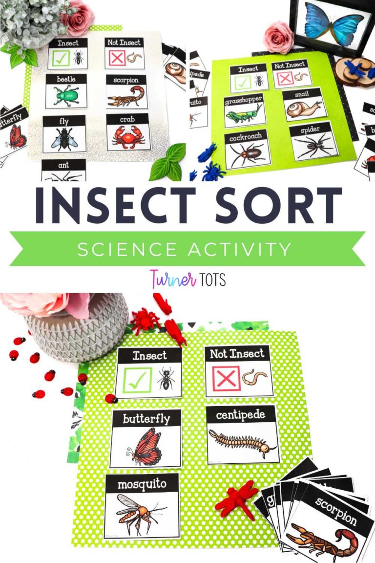 Bugs and Science Activities for Preschoolers to Explore Tiny Critters